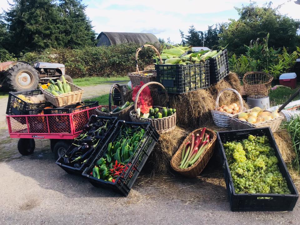 Case Farm - Goosefoot